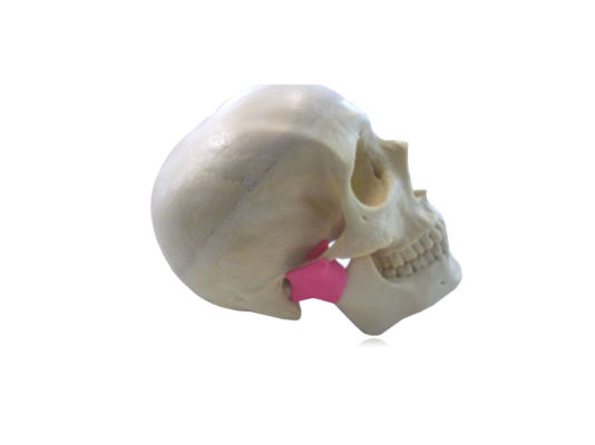 9011 - Crânio Com Disco Articular e Cápsula ATM - Harte Instrumentos ...